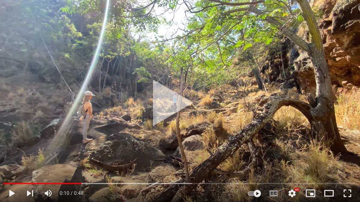 Treehouse Dad - How to Build a Treehouse in 2023