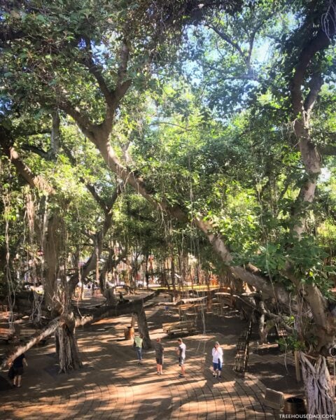 Will Lahaina's Banyan Tree Survive the Fires? - Treehouse Dad