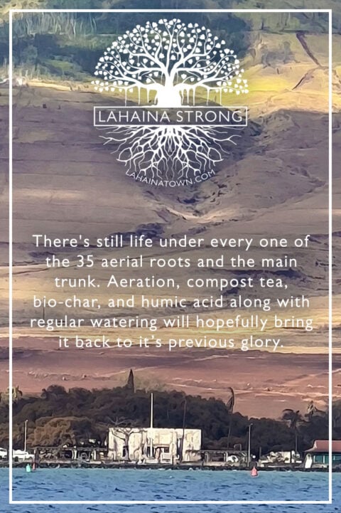 Will Lahaina's Banyan Tree Survive the Fires? - Treehouse Dad